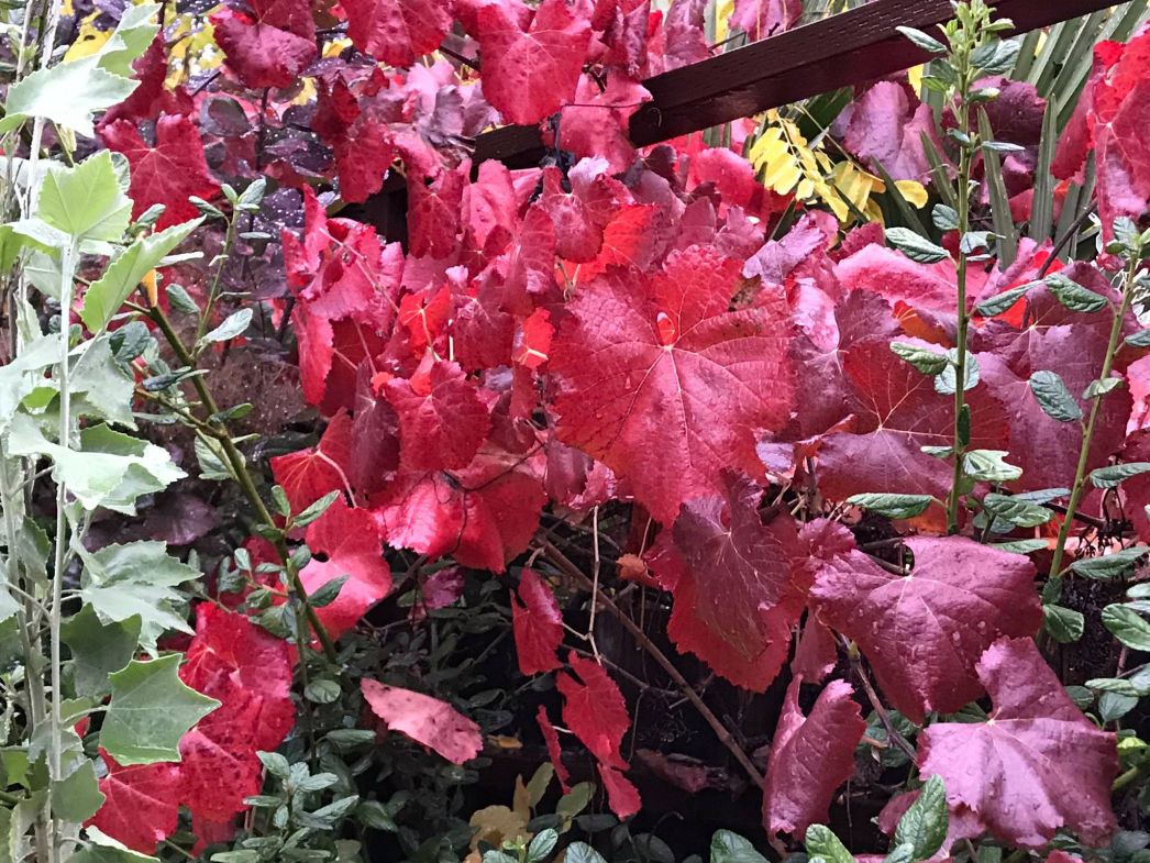 Fall in the Garden – Planet Horticulture