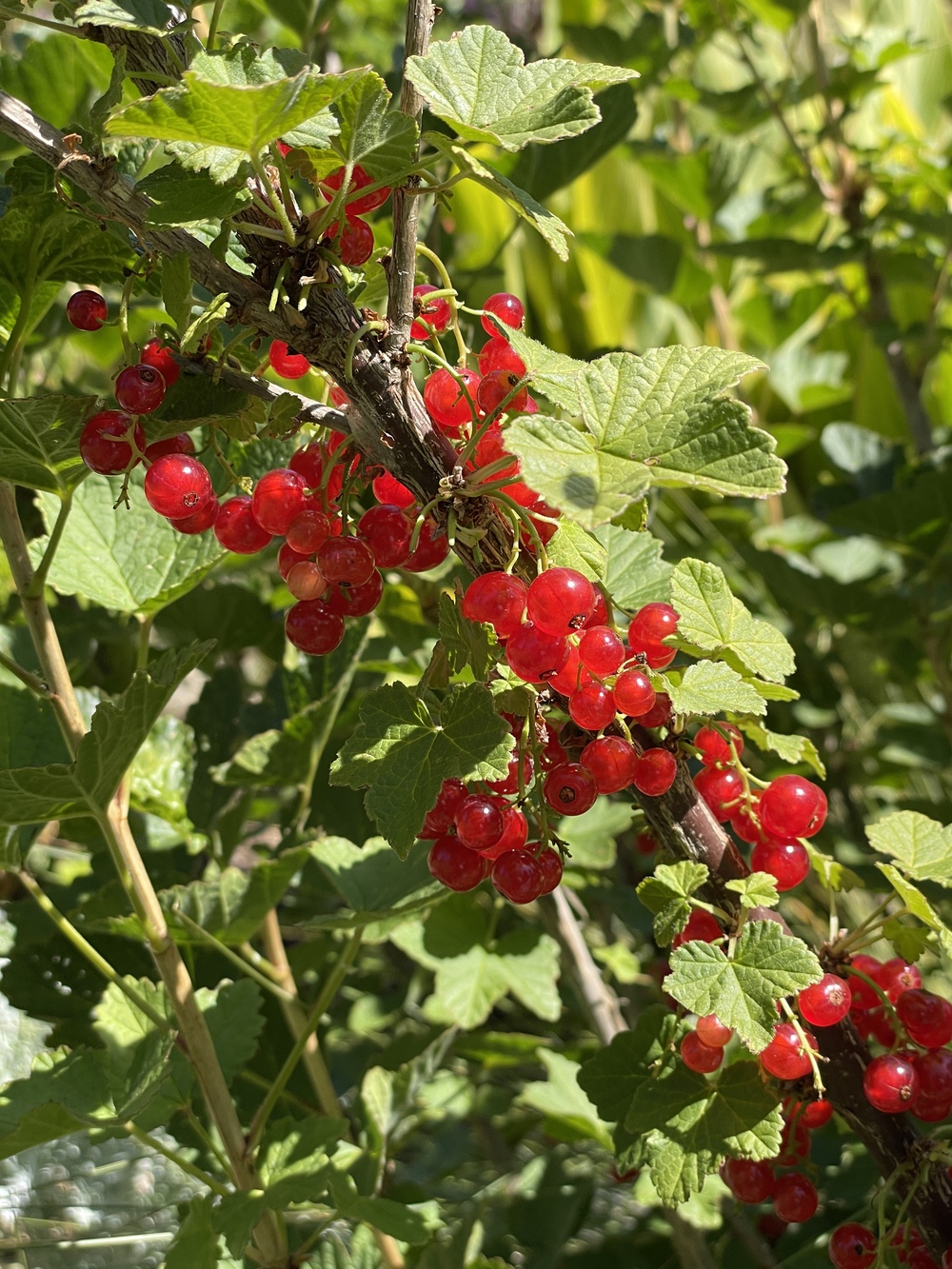 Edible Gardens – Planet Horticulture